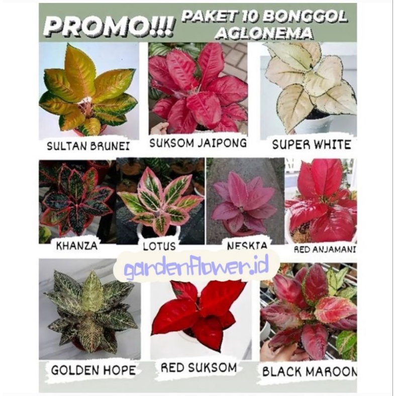 Jual PROMO! 10 PAKET [bonggol tebal] Bibit bonggol aglonema murah ...