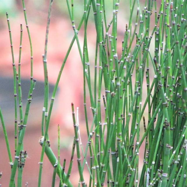 Jual Bambu air atau horse's tail | Tanaman hias bambu air | tanaman ...