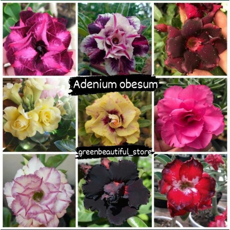 Jual Tanaman hias hidup adenium obesium 9 plant - hiasan taman bunga ...