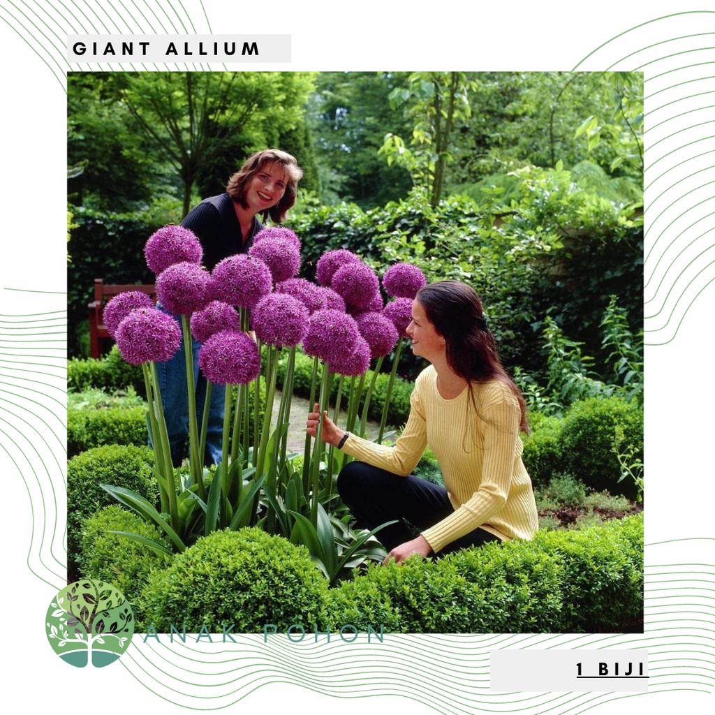 Jual Benih Bibit Biji - Bunga Giant Allium giganteum Globemaster Onion ...