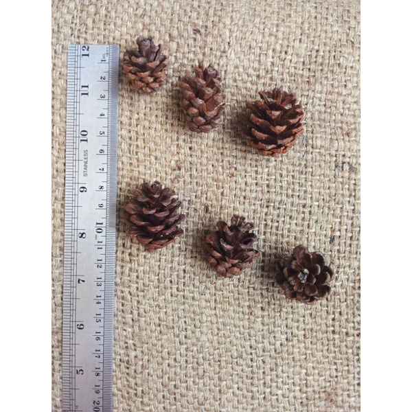 Jual BUNGA BIJI PINUS PINE CONE BAHAN RUSTIC ALAMI dried flower DIY ...