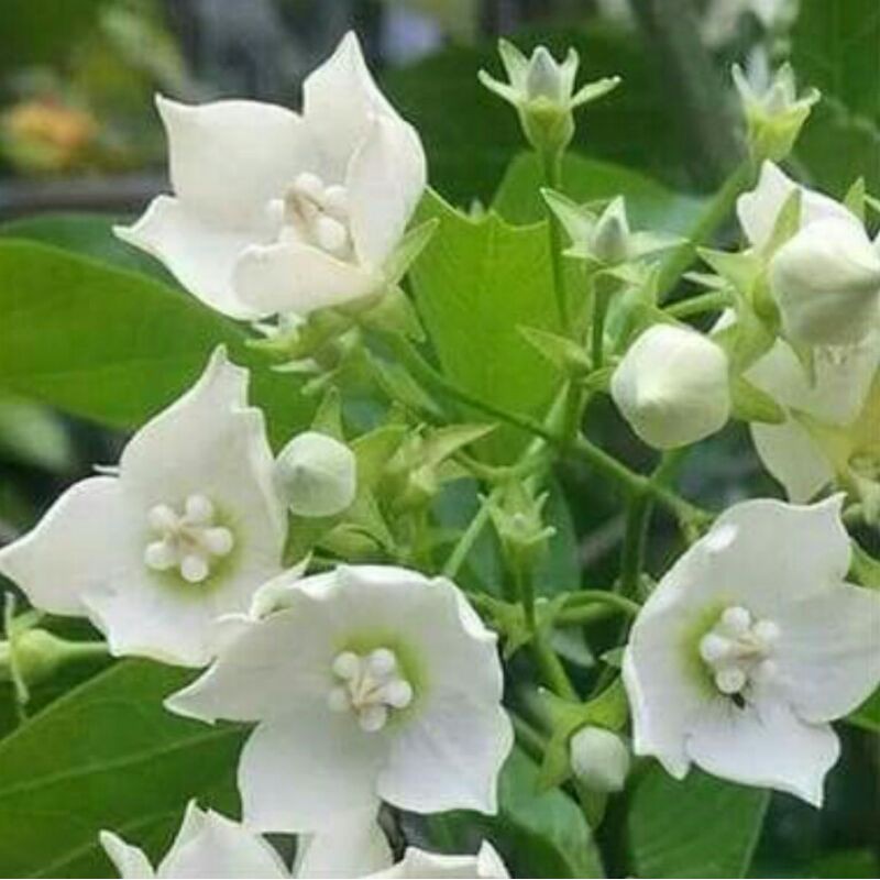 Jual Bibit Melati Langka Pandan Wangi Asal Cangkok Cepat Berbunga Cocok ...