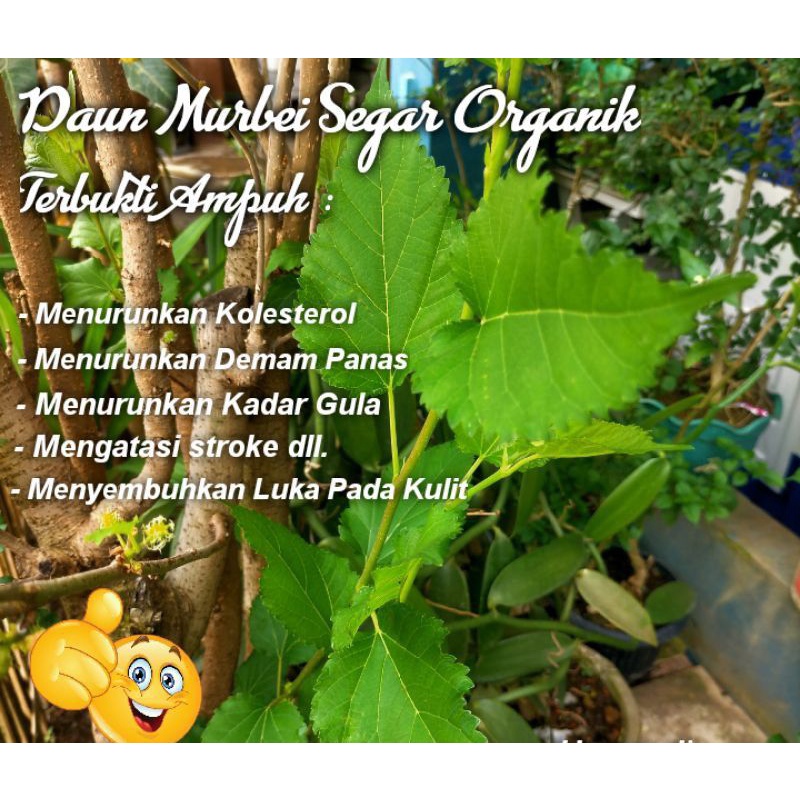 Jual daun murbei segar beli 3 dapat 4 helai cap DJEMPOLAN petik kebun ...