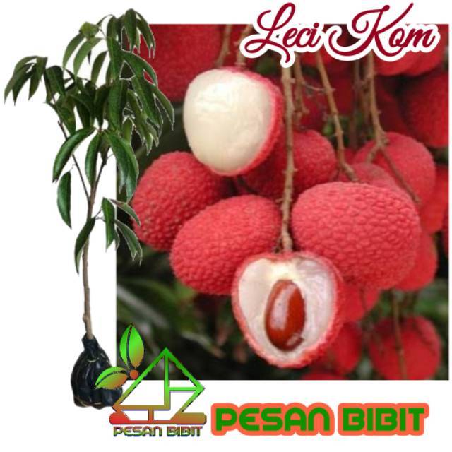 Jual BIBIT LECI KOM | Shopee Indonesia