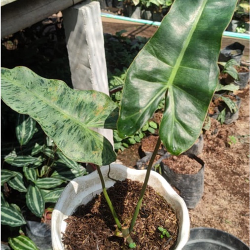 Jual tanaman hias bunga pillo paraeso verde / Philodendron paraeso ...