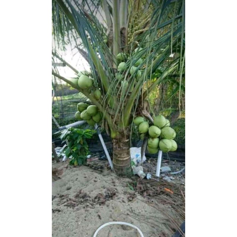 Jual BIBIT KELAPA GENJAH ENTOK / MENTOK | Shopee Indonesia