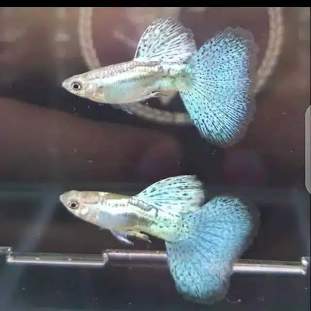 Jual Ikan Hias Ikan Guppy Blue Grass perpasang | Shopee Indonesia