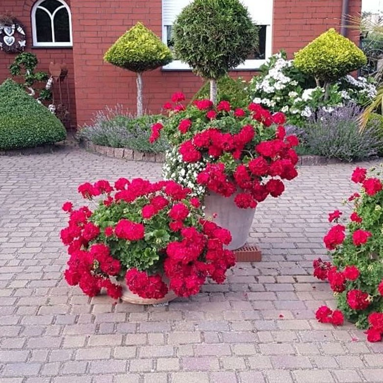 Jual Tanaman hias Geranium bunga merah (geranium patriot bright ...