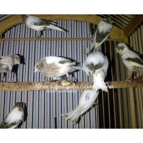 Jual BURUNG KENARI PANDA JANTAN BUNYI NGERIWIK TGU GACOR 4 | Shopee ...