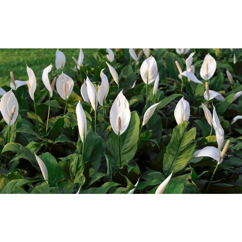 Jual tanaman lily putih/sepatu film(tanaman penyerap debu) | Shopee ...