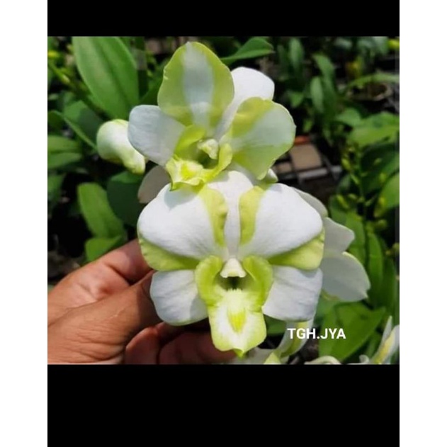 Jual DENDROBIUM BULAT | Shopee Indonesia