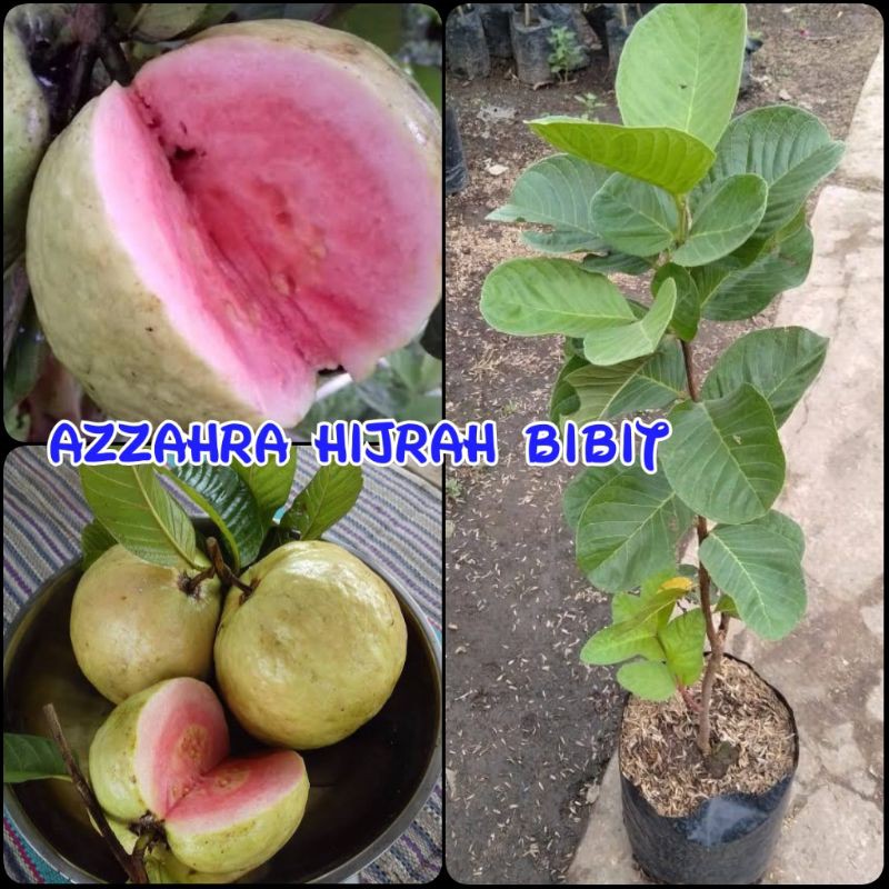 Jual benih bibit tanaman buah jambu kristal merah | Shopee Indonesia