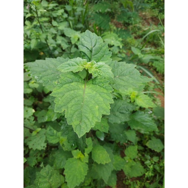 Jual COD BIBIT Nilam Super Herbal Minyak Atsiri / Dilem /Nilam Aceh ...