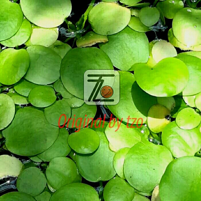 Jual Amazon Frogbit Tanaman Air | Shopee Indonesia
