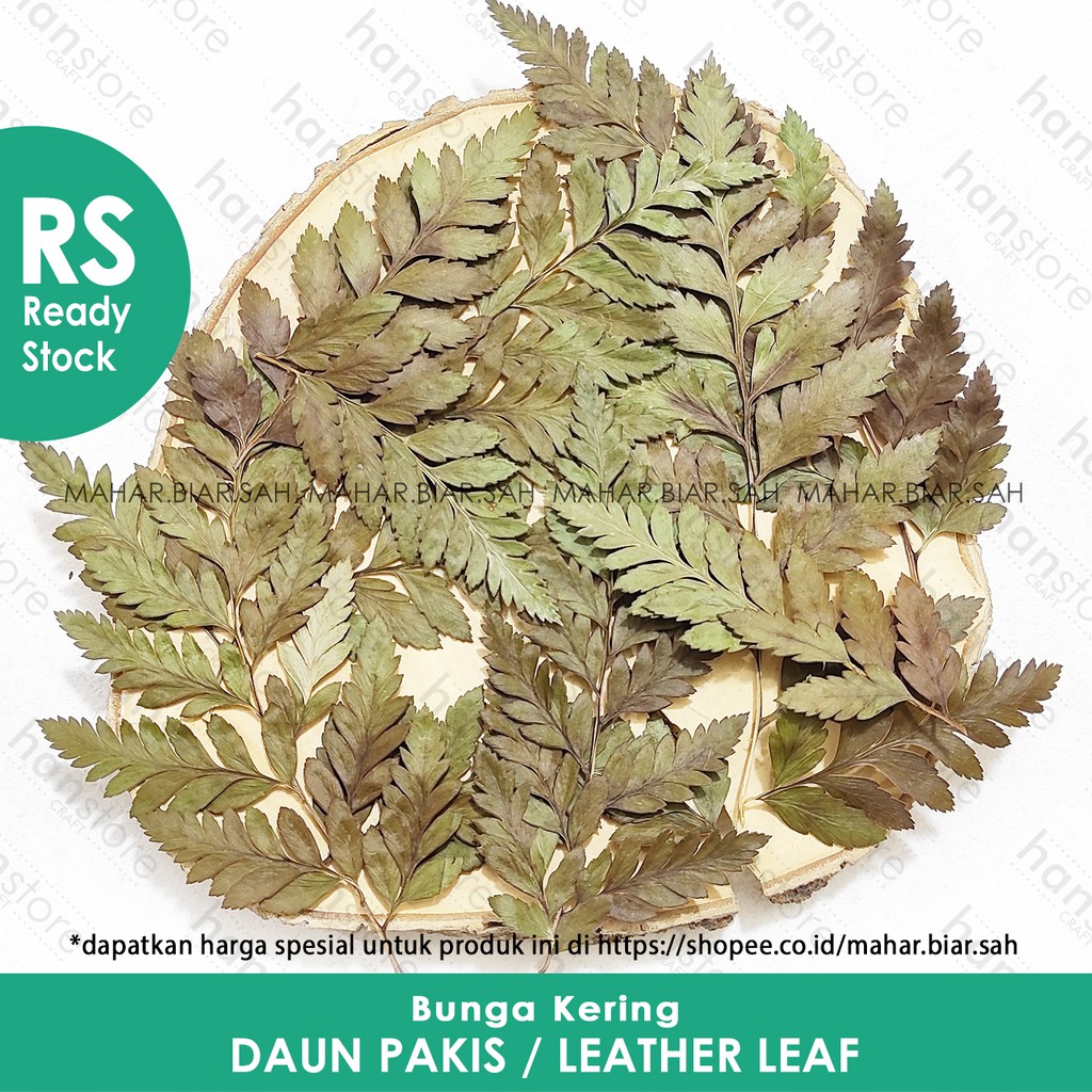 Jual RS 3 Gr Daun Pakis Kering / dried Flower / Daun Kering / Dried ...