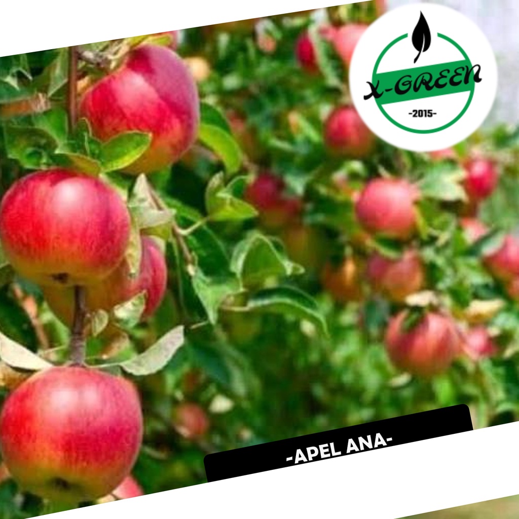 Jual Pohon Buah Apel Ana Malang - (X-Green) | Shopee Indonesia