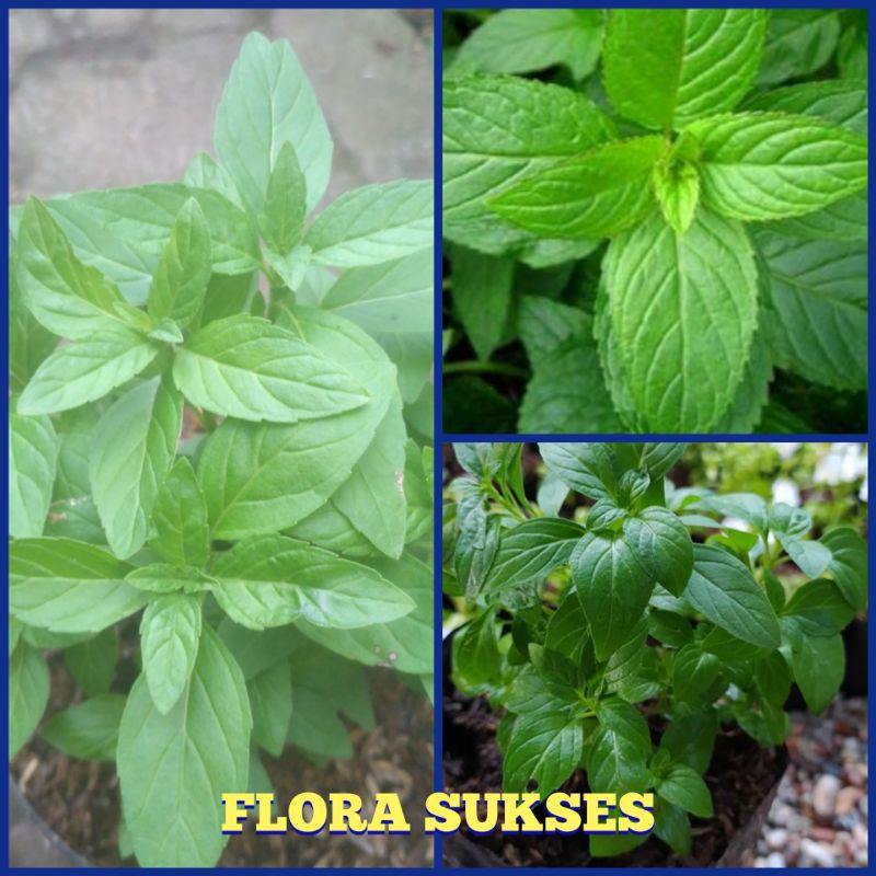 Jual Tanaman Daun Menthol Bibit Menthol Tanaman Herbal | Shopee Indonesia