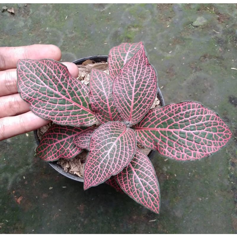 Jual RIMBUN FITONIA MERAH SUPER | Shopee Indonesia