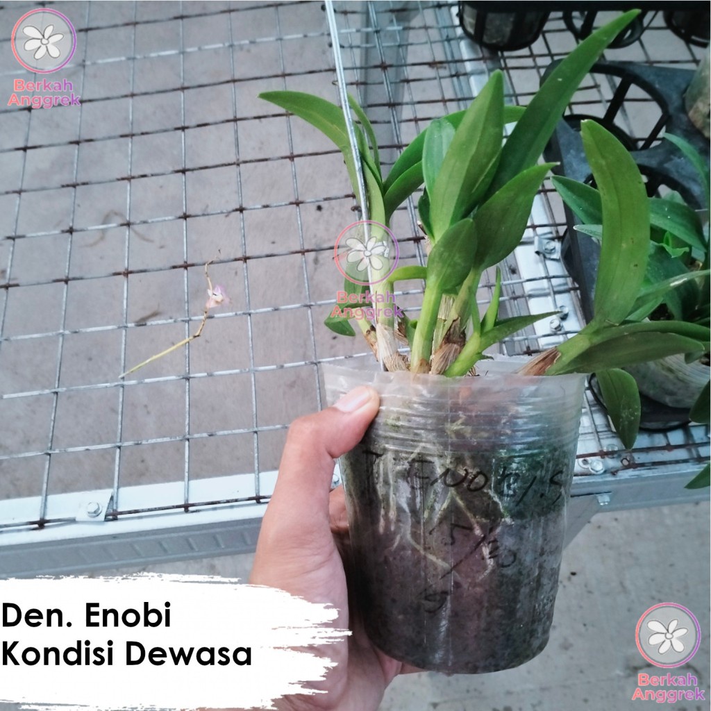 Jual Anggrek Enobi Hybrid Kondisi Dewasa Siap Bunga | Shopee Indonesia