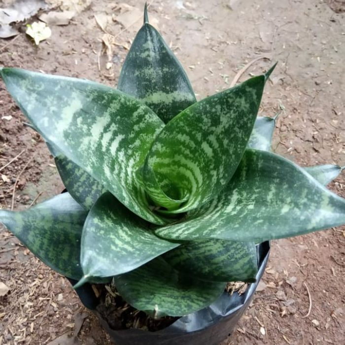 Jual Tanaman Lidah Mertua Mini Tanaman Sensivera Mini Tanaman Lidah ... Jual Tanaman Lidah Mertua Mini Tanaman Sensivera Mini Tanaman Lidah ...