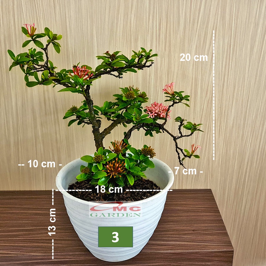 Jual Tanaman Hias Bonsai Bonsae Mame Soka Mini Asoka Jepang Ixora Pink ...