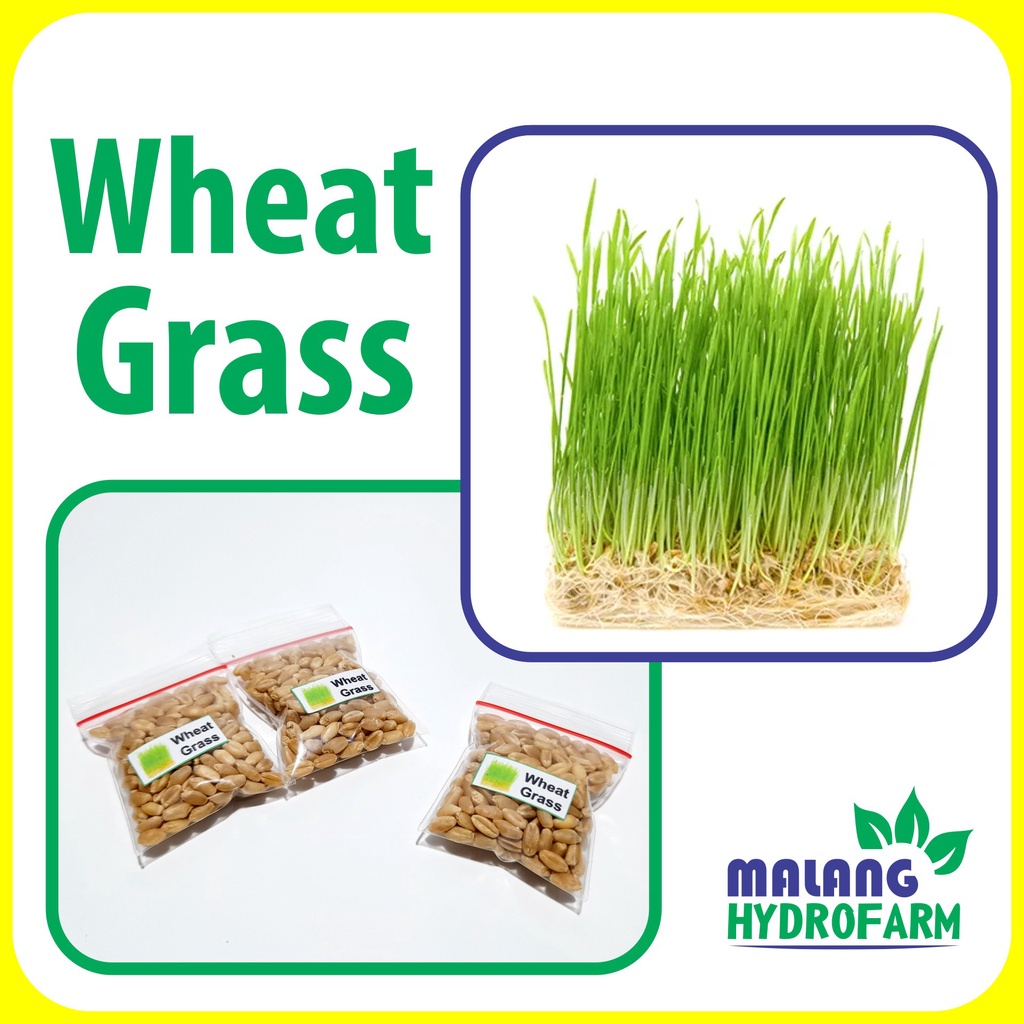 Jual Benih Wheat Grass / Rumput Gandum Unggulan berkualitas biji bibit ...