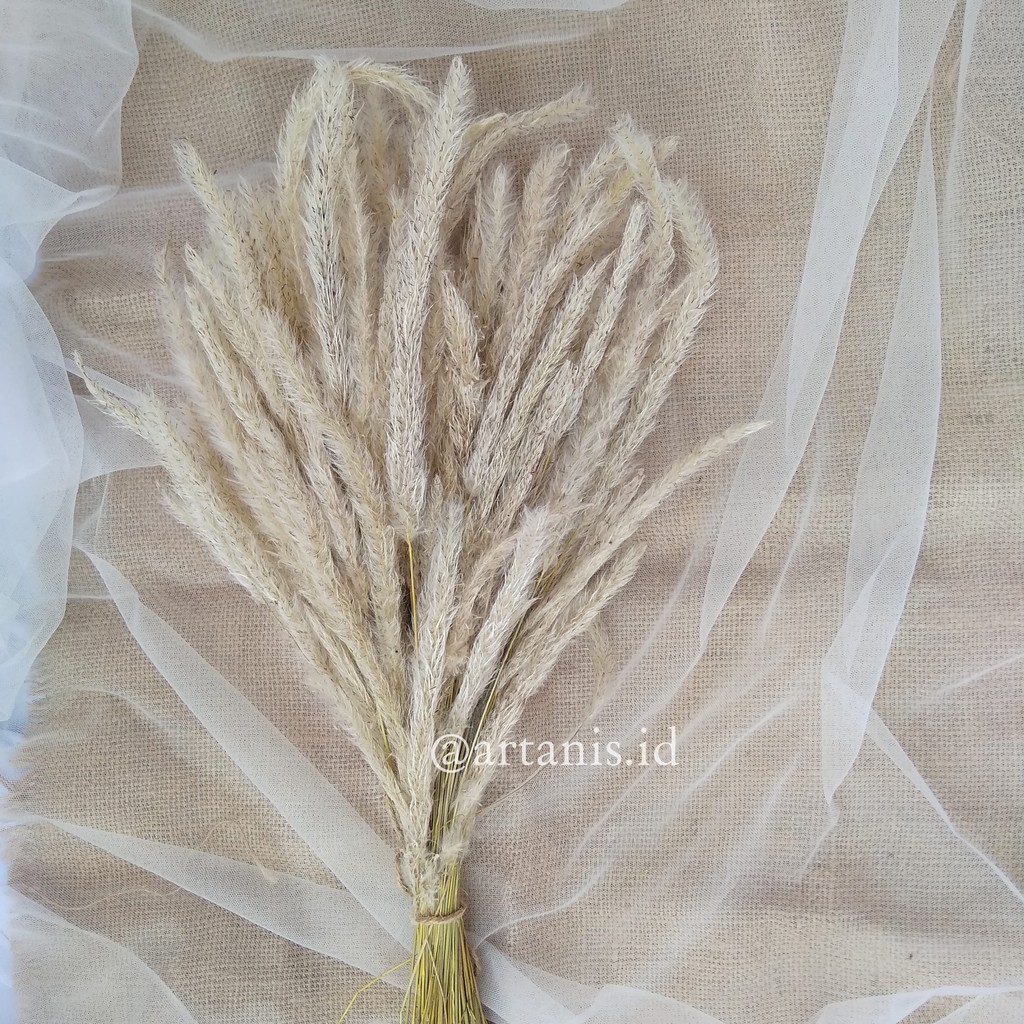 Jual (5 tangkai) Bunga Kering Ilalang / Alang-alang Kering / Dekorasi ...