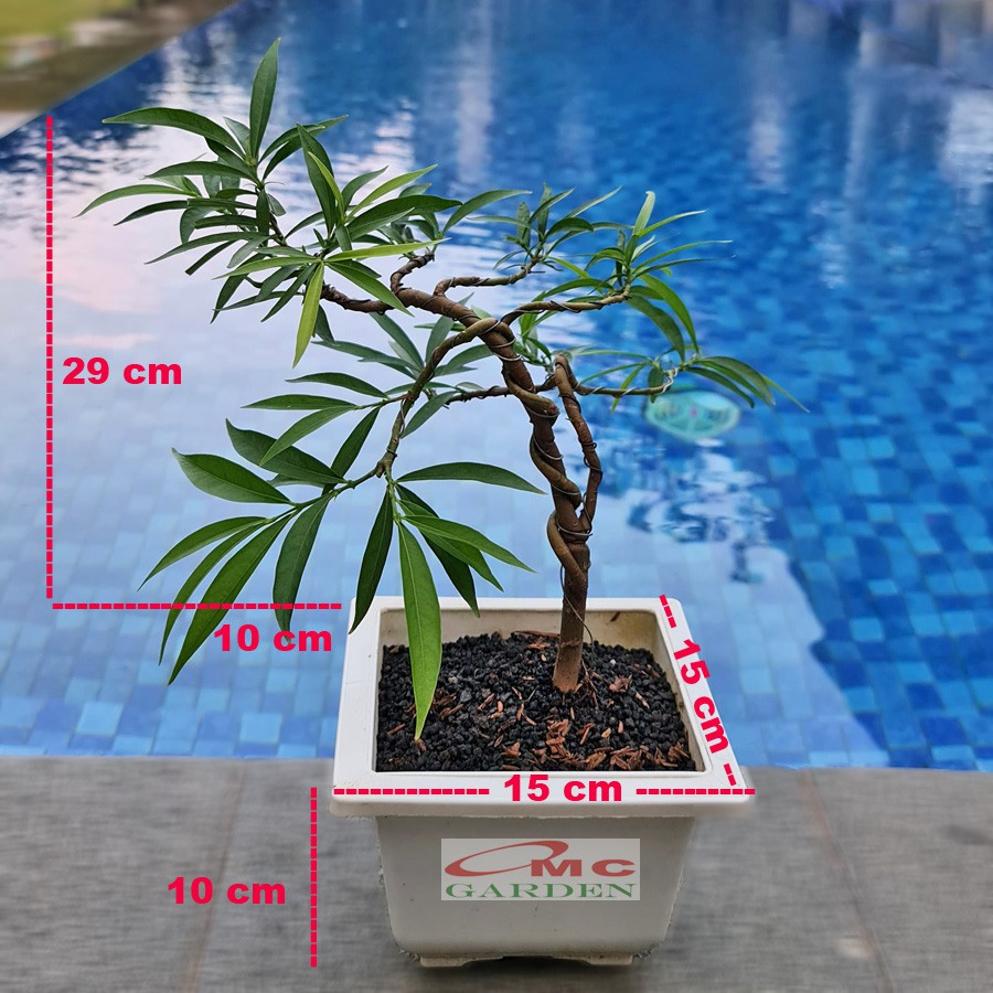 Jual Bonsai Pohon Mahkota Dewa Simalakama Tanaman Hias Obat Tradisional ...