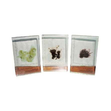 Jual Bioplastik Awetan Spesimen | Shopee Indonesia