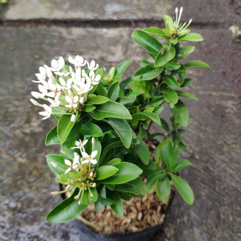 Jual Bibit Tanaman Hias Bunga Asoka Putih ( Ixora Putih ) | Shopee ...