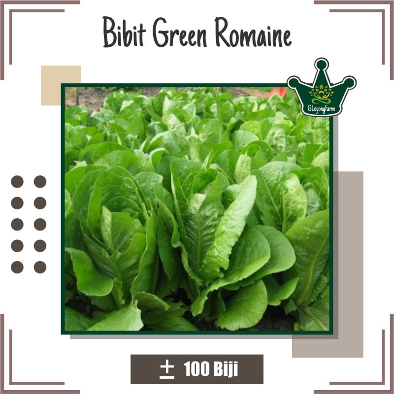 Jual Bibit Selada Green Romaine Hibrida - Benih Sayuran | Shopee Indonesia