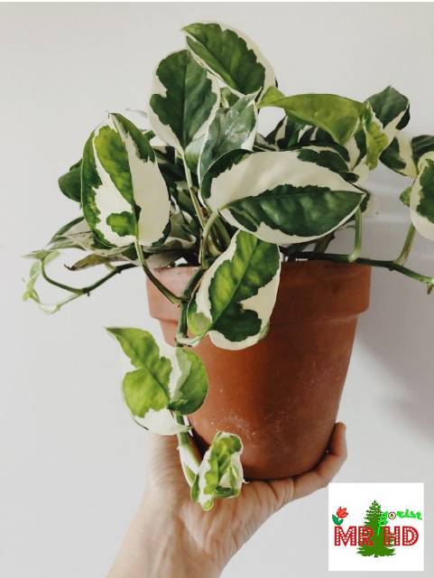 Jual Tanaman hias POT GANTUNG epipremnum aureum N joy rimbun | Shopee ...