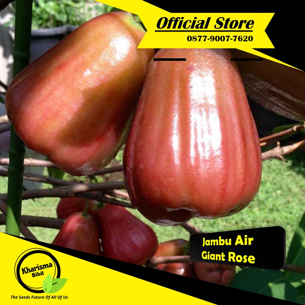Jual Tanaman Jambu Air Giant Rose Apple (60-70cm) - (KharismaBibit ...