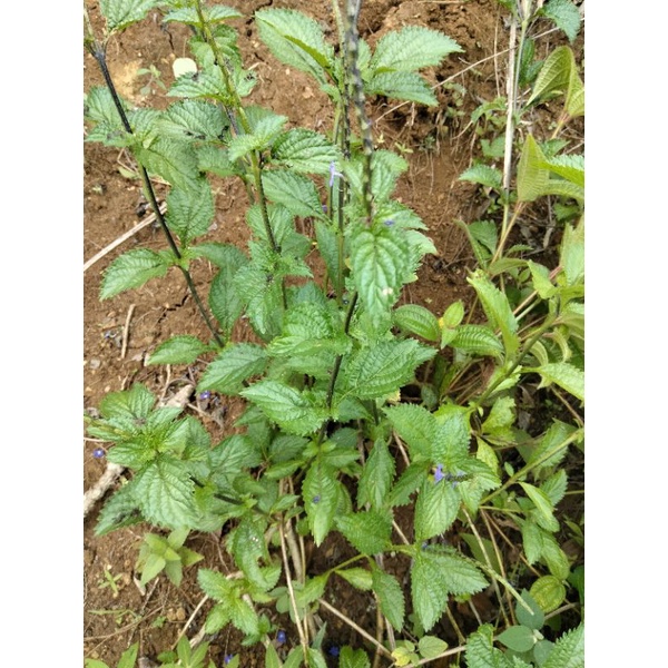 Jual Daun pecut kuda/atau jarong tanaman herbal per 1kg | Shopee Indonesia