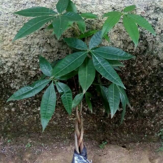 Jual tanaman pacira kepang 1-3 ukuran 35-40cm | Shopee Indonesia