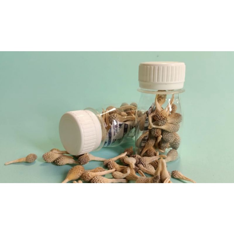 Jual Mpot ayam super biang | Shopee Indonesia