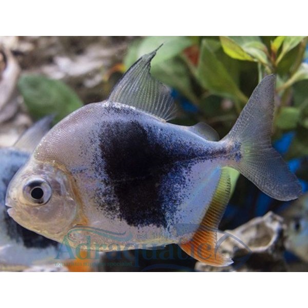 Jual (INSTANT BANDUNG) IKAN HIAS MYLEUS SP BLACKBERRY AIR TAWAR ...