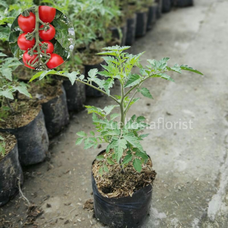 Jual PAKET 2 BIBIT POHON TOMAT CHERY DAN LEUNCA UNGU SIAP TANAM ...