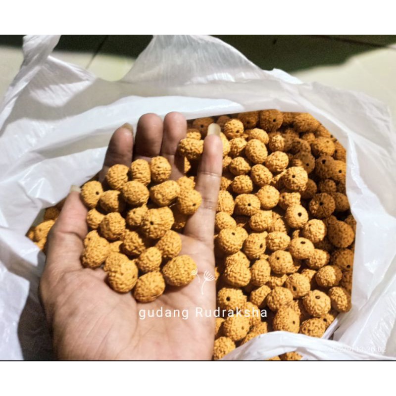 Jual Biji jenitri 300 biji | Shopee Indonesia
