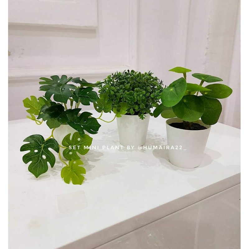 Jual set mini plant | Shopee Indonesia