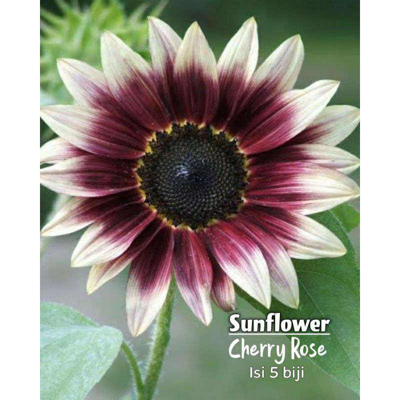 Jual Sunflower Cherry Rose benih biji | Shopee Indonesia