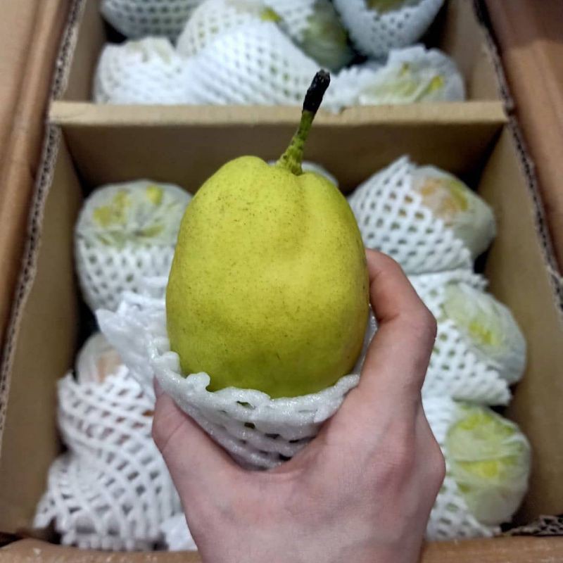 Jual buah pear xiangli 1kg | Shopee Indonesia