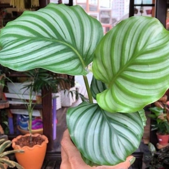 Jual ( BISA COD ) PROMO!! Calathea Orbifolia Jumbo 3-4 Daun Besar ...