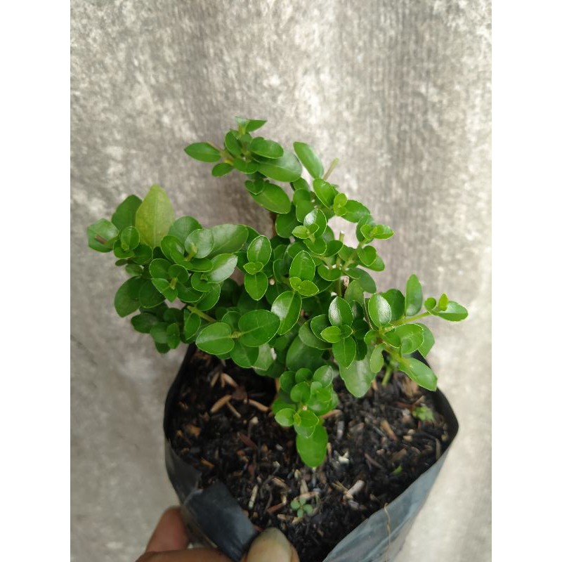 Jual Sancang bonsai | Shopee Indonesia