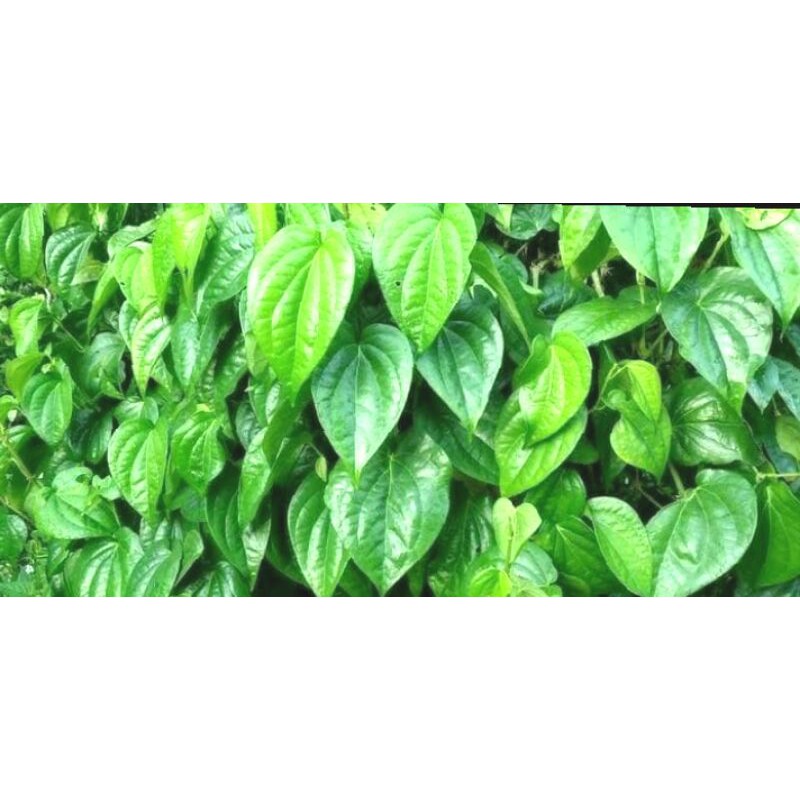 Jual daun sirih segar per lmbr1.555 herbal alami daun sirih muda ...