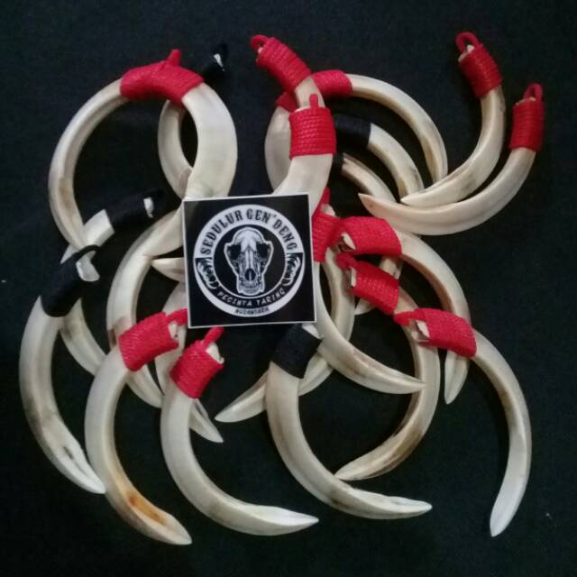 Jual Taring babi asli 11cm | Shopee Indonesia