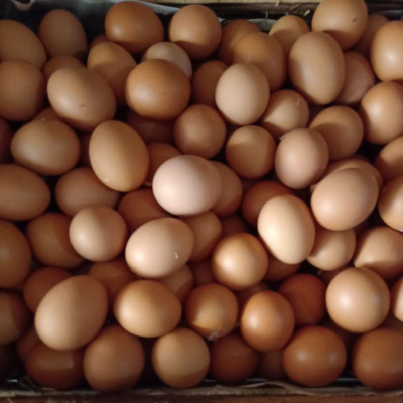 Jual Telur Ayam Negeri fresh per 1kg packing pakai dus minimal 2kg ...