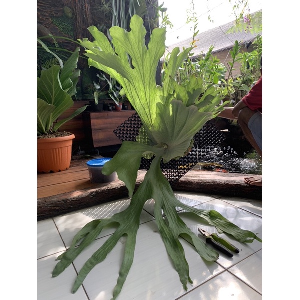 Jual platycerium wandae jumbo atau simbar menjangan papua | Shopee ...