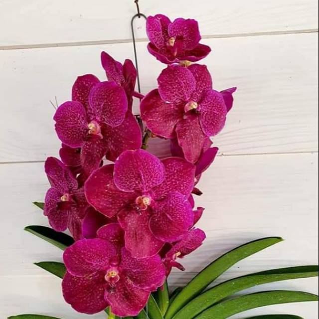 Jual Anggrek Vanda Pink Dewasa Hybrid sisp Bunga | Shopee Indonesia