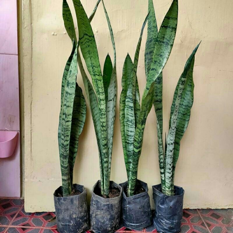 Jual SANSIVERA LIDAH MERTUA - HIJAU - KUNING - SENSIVERA - TANAMAN HIAS ...